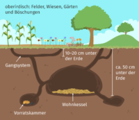 Feldmaus – Definition & Zusammenfassung | Easy Schule