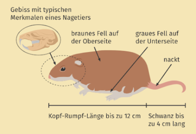 Feldmaus – Definition & Zusammenfassung | Easy Schule