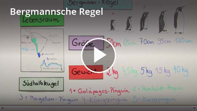 Was ist die Bergmannsche Regel ? Erklärung & Beispiele