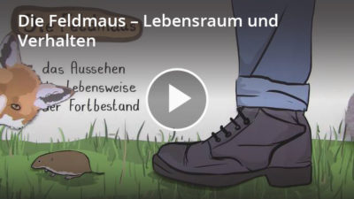 Feldmaus – Definition & Zusammenfassung | Easy Schule