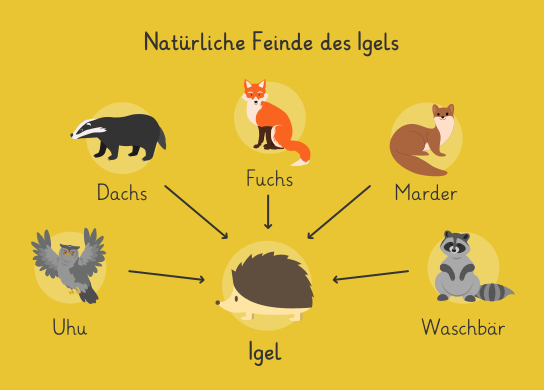 Igel Steckbrief – Definition & Zusammenfassung | Easy Schule