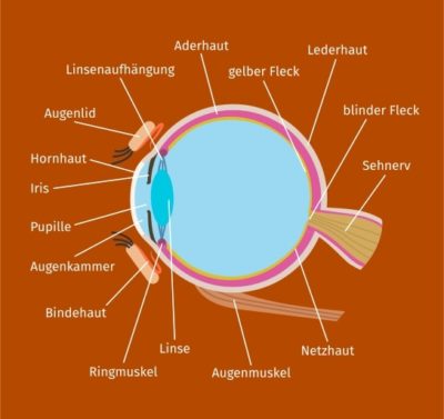 Sinnesorgane – Definition & Zusammenfassung | Easy Schule