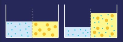 Osmose – Definition & Zusammenfassung | Easy Schule