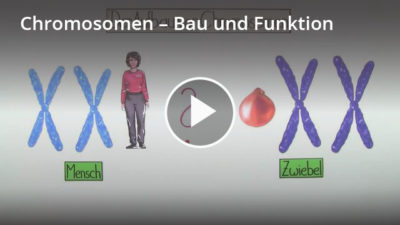 Karyogramm – Definition & Zusammenfassung | Easy Schule