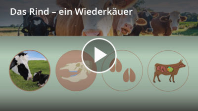 Steckbrief Rind – Definition & Zusammenfassung | Easy Schule