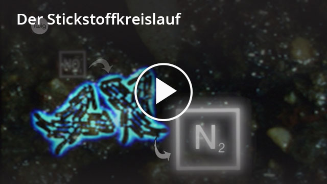 Stickstoffkreislauf – Definition & Zusammenfassung | Easy Schule