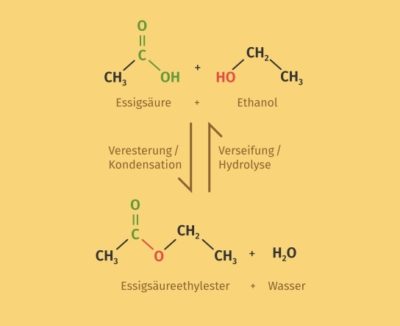 Ester – Definition & Zusammenfassung | Easy Schule