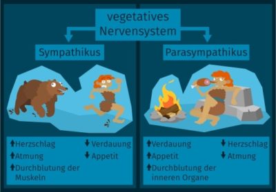 Nervensystem – Definition & Zusammenfassung | Easy Schule