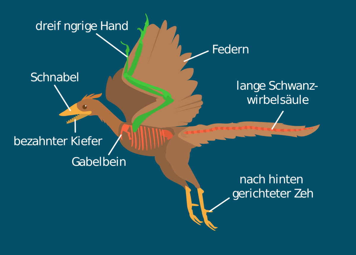 Archäopteryx – Definition & Zusammenfassung | Easy Schule