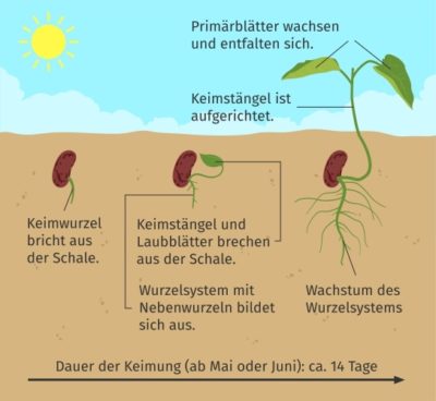 Quellung und Keimung und Wachstum – Definition & Zusammenfassung | Easy ...