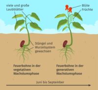 Quellung und Keimung und Wachstum – Definition & Zusammenfassung | Easy ...