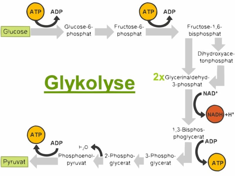 Glykolyse – Definition & Zusammenfassung | Easy Schule