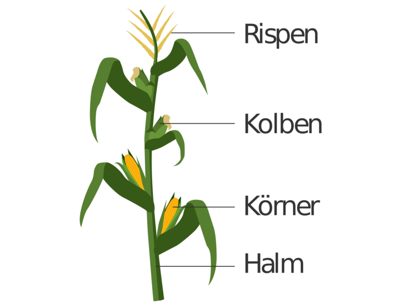 Getreidearten – Definition & Zusammenfassung | Easy Schule