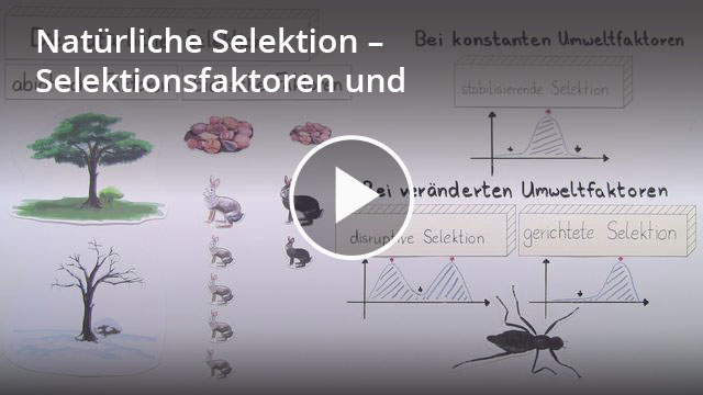 Natürliche Selektion – Definition & Zusammenfassung | Easy Schule