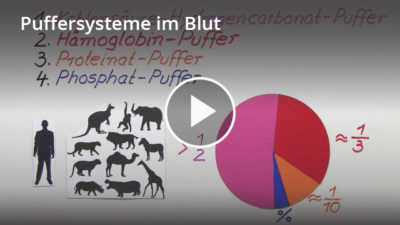 Puffersysteme – Definition & Zusammenfassung | Easy Schule