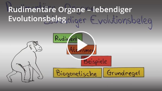 Rudimentäre Organe – Definition & Zusammenfassung | Easy Schule