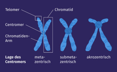 Aufbau Chromosom – Definition & Zusammenfassung | Easy Schule