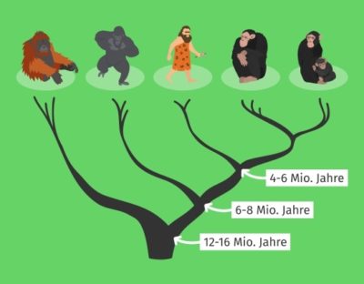 Menschenaffen – Definition & Zusammenfassung | Easy Schule