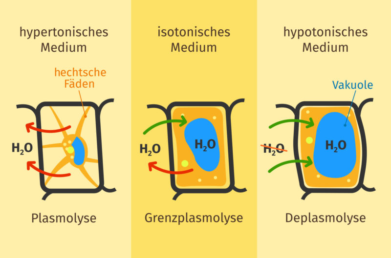 Plasmolyse und Deplasmolyse – Definition & Zusammenfassung | Easy Schule