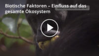 Biotische Faktoren – Definition & Zusammenfassung | Easy Schule