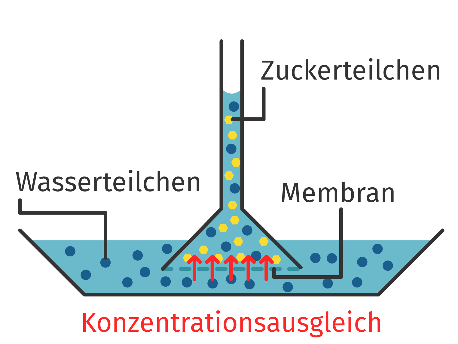Osmotischer Druck – Definition & Zusammenfassung | Easy Schule
