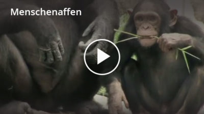 Menschenaffen – Definition & Zusammenfassung | Easy Schule