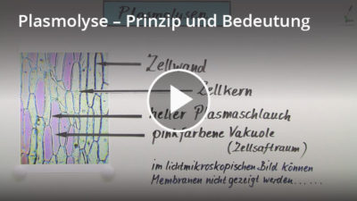 Plasmolyse und Deplasmolyse – Definition & Zusammenfassung | Easy Schule