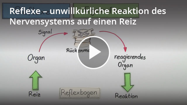 Reflexe – Definition & Zusammenfassung | Easy Schule