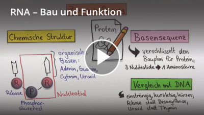 Rna – Definition & Zusammenfassung | Easy Schule