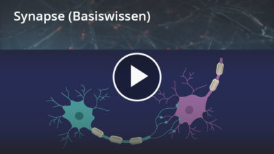Synapse – Definition & Zusammenfassung | Easy Schule