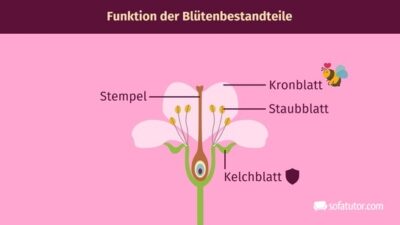 Aufbau einer Blüte – Definition & Zusammenfassung | Easy Schule